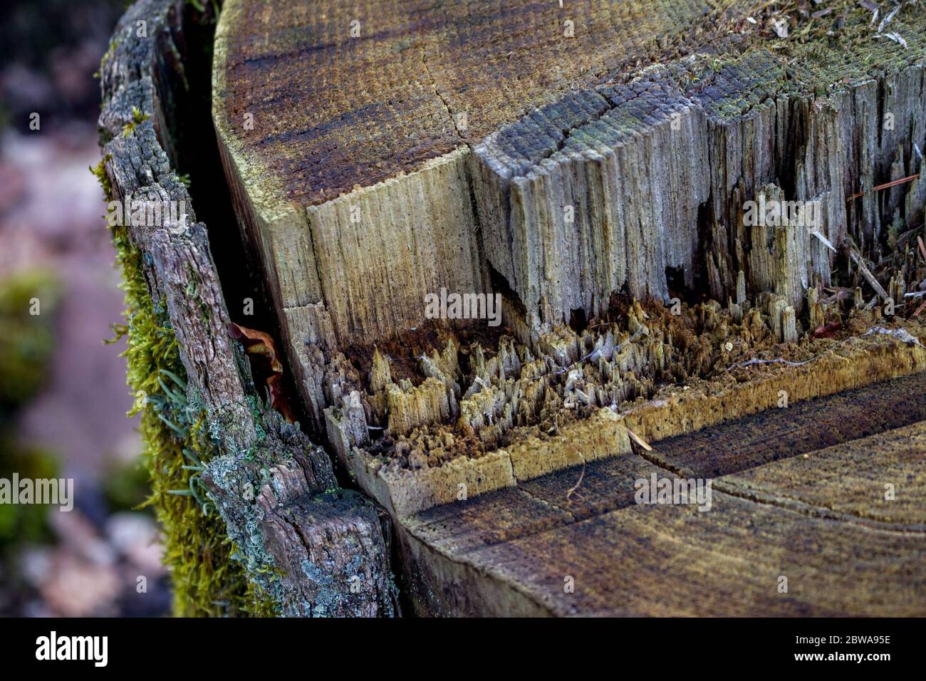 textured tree stump covered in moss in the forest Stock Photo - Alamy