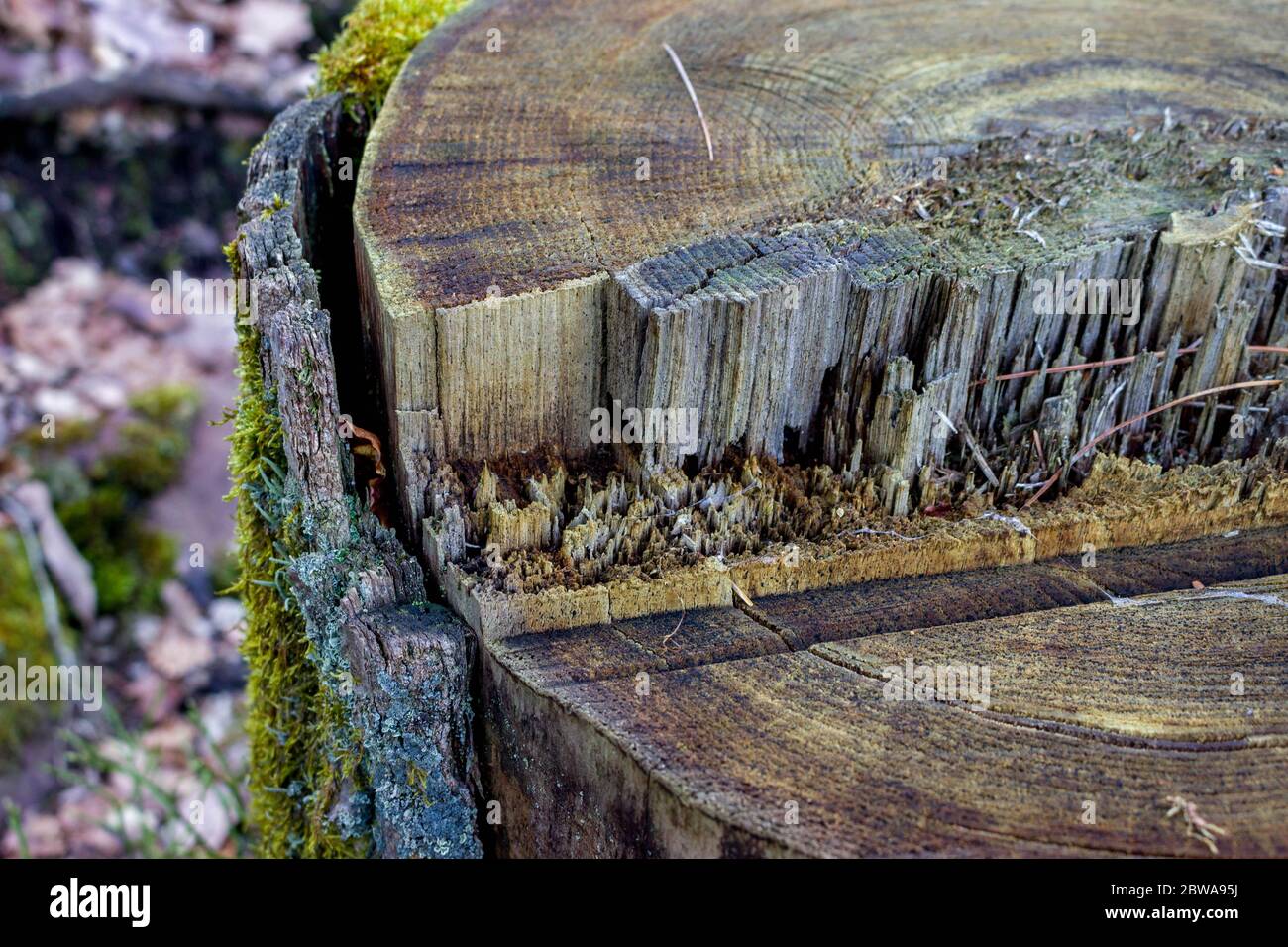 textured tree stump covered in moss in the forest Stock Photo - Alamy