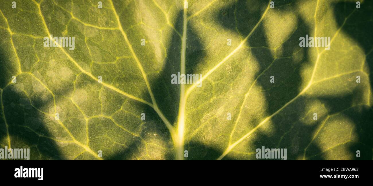 Cabbage leaf detailed closeup of details. Agriculture field in rural ...