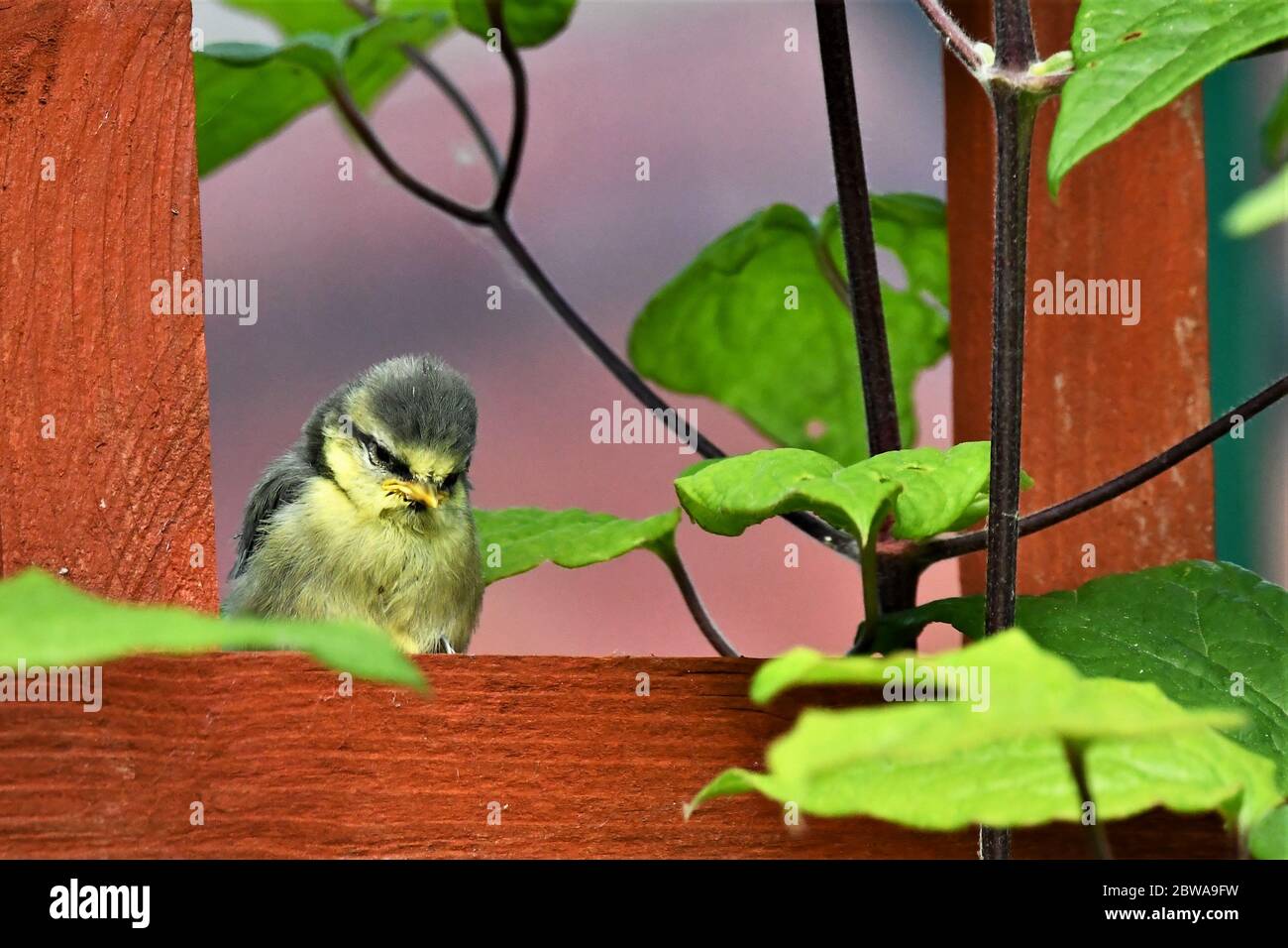 Blue Tit fledglings in a garden environment Stock Photo - Alamy