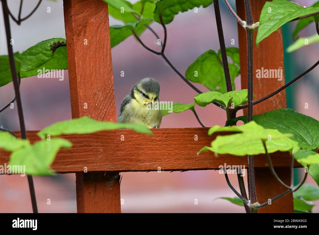 Blue Tit fledglings in a garden environment Stock Photo - Alamy