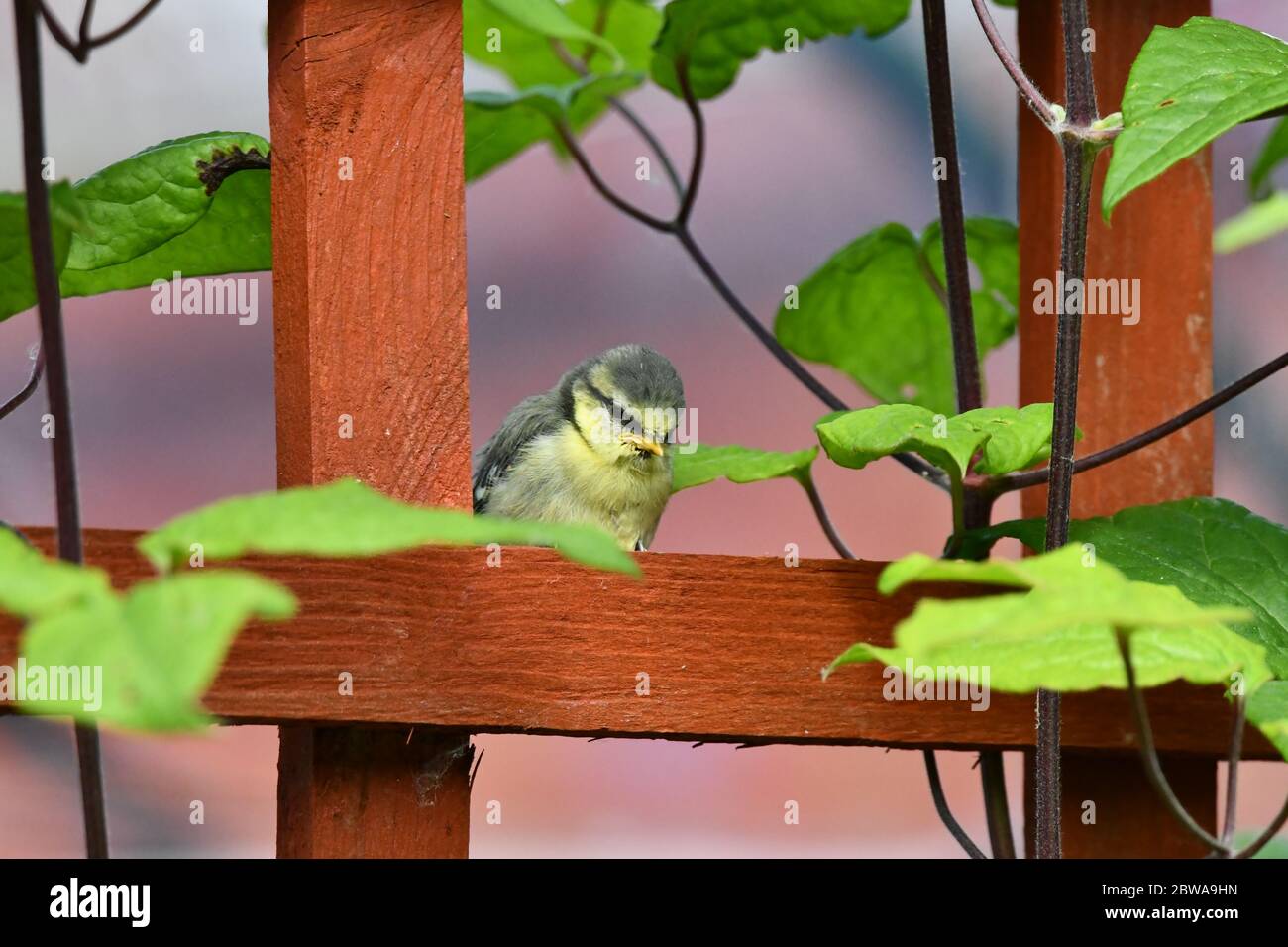 Blue Tit fledglings in a garden environment Stock Photo - Alamy