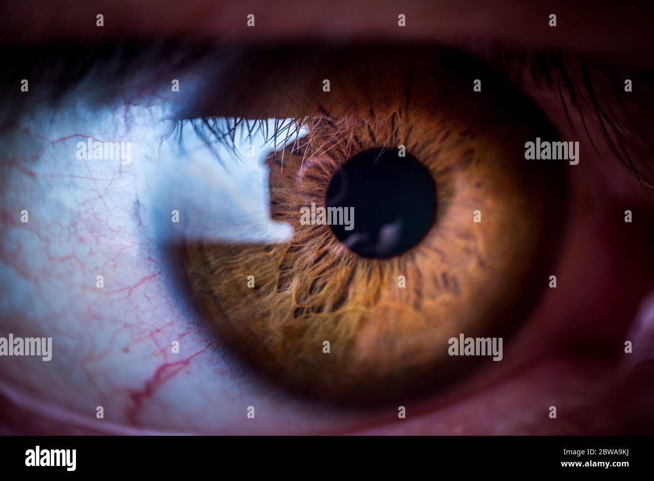 Beautiful brown human eye very close up macro photography Stock Photo ...