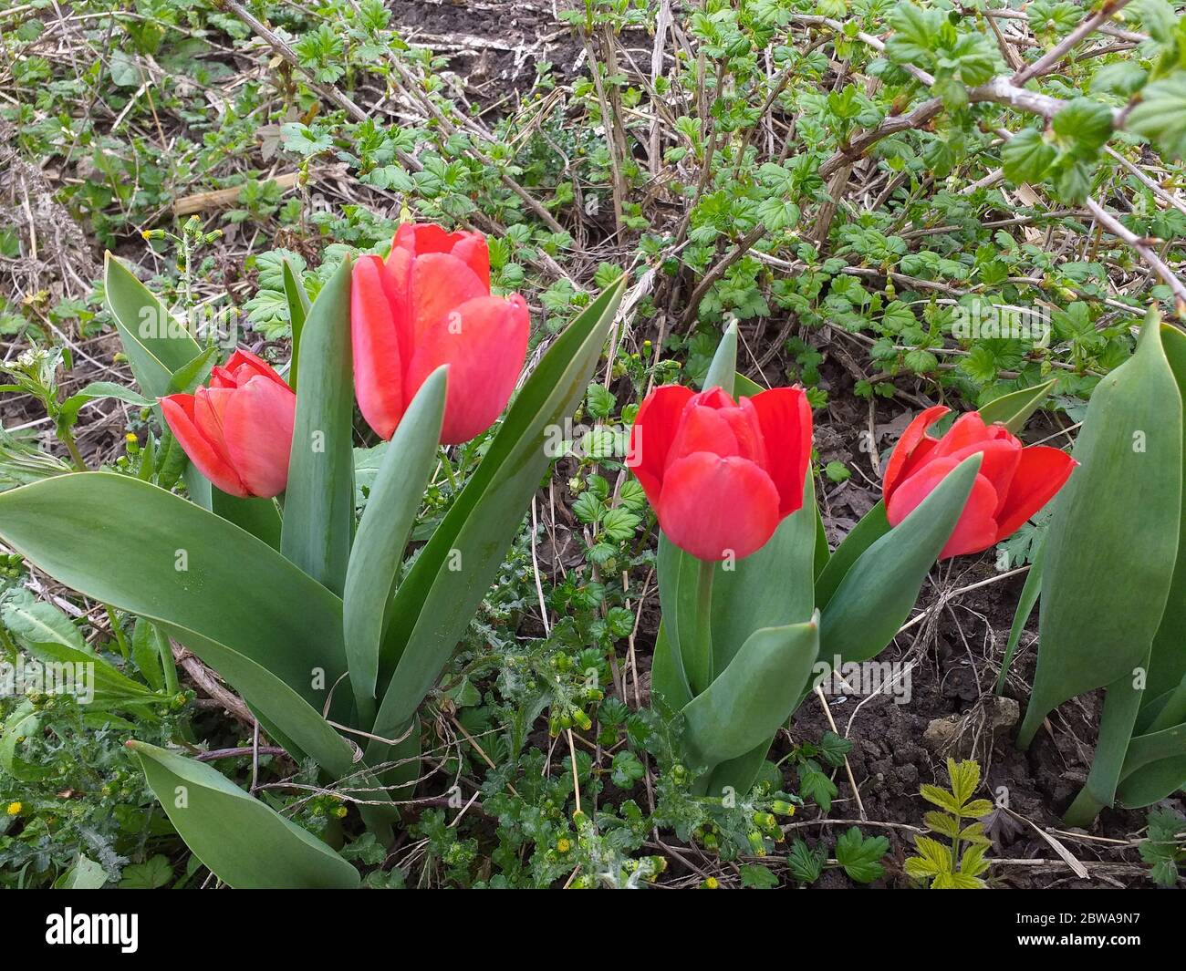 Beautiful view of a colorful red tulip flowering in a garden and green ...