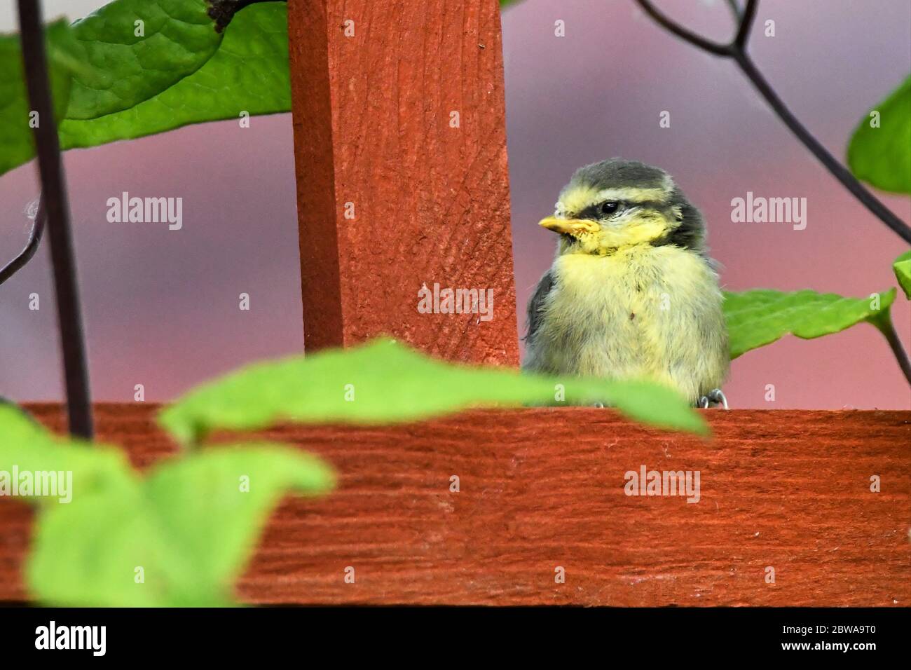 Blue Tit fledglings in a garden environment Stock Photo - Alamy