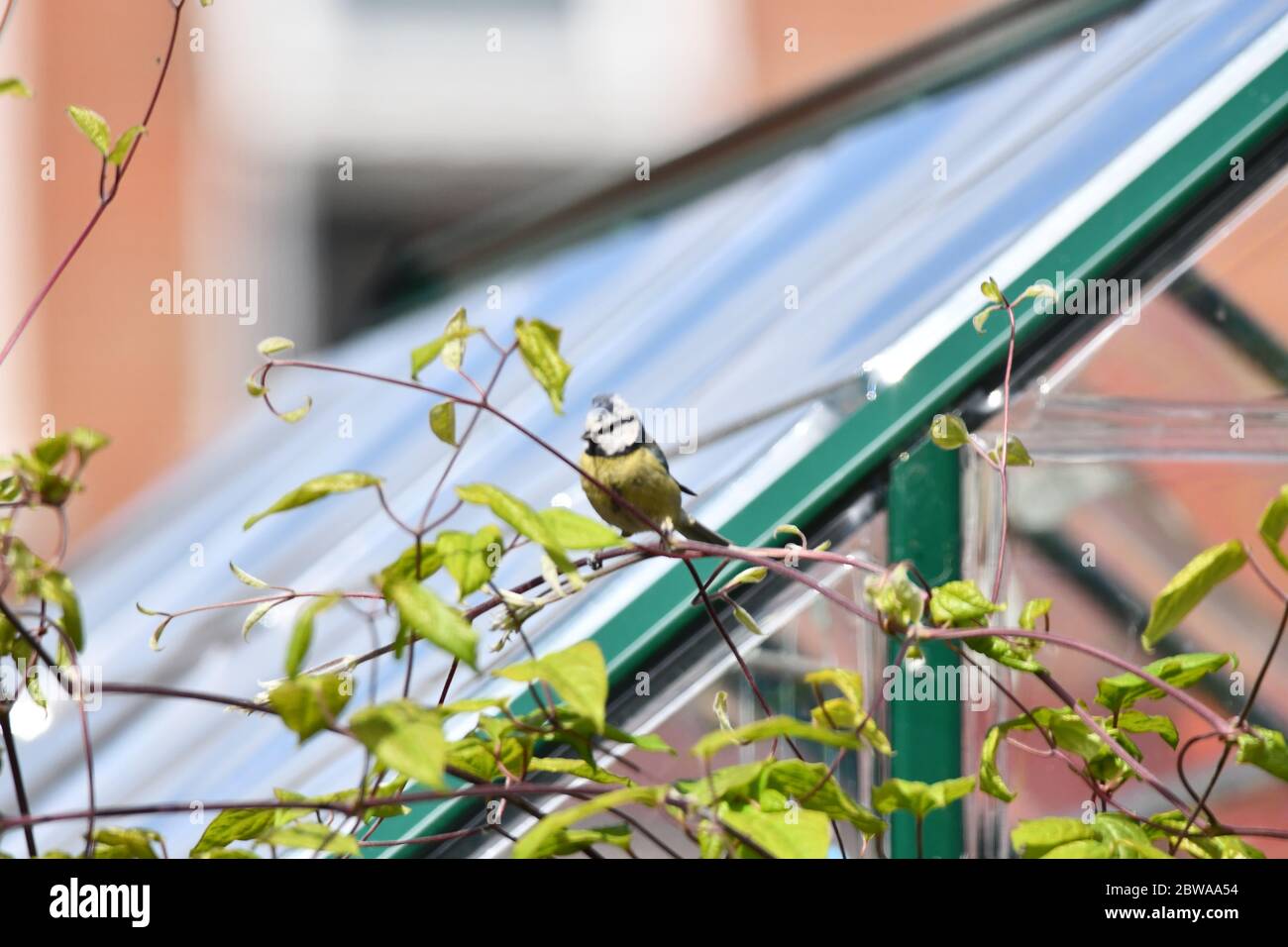 Blue Tit fledglings in a garden environment Stock Photo - Alamy