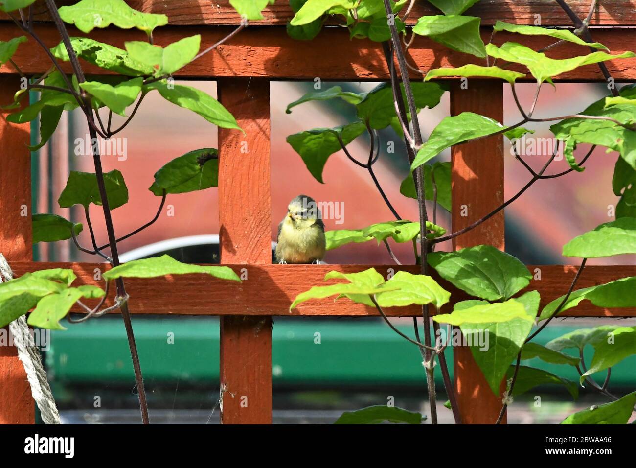 Blue Tit fledglings in a garden environment Stock Photo - Alamy