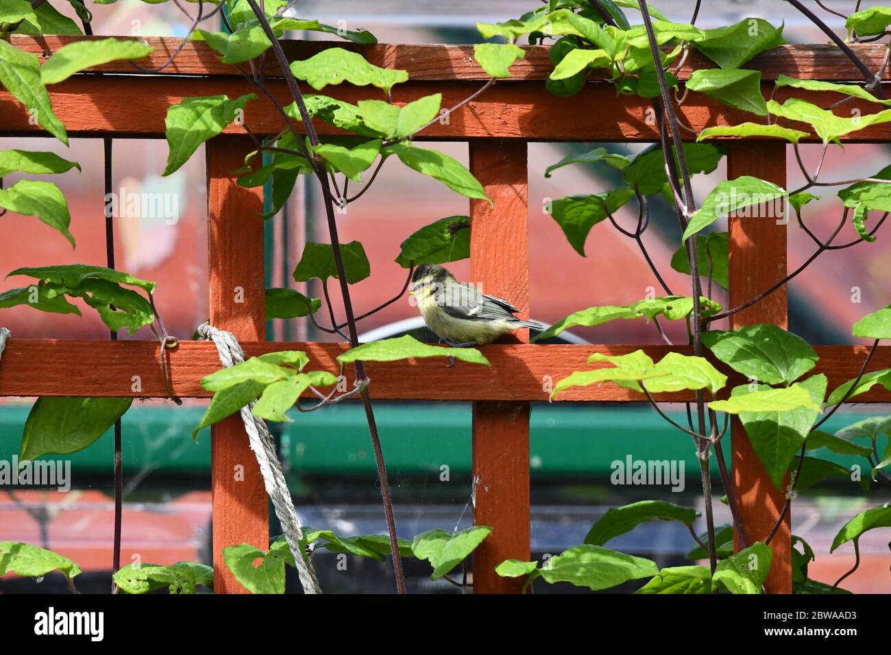 Blue Tit fledglings in a garden environment Stock Photo - Alamy