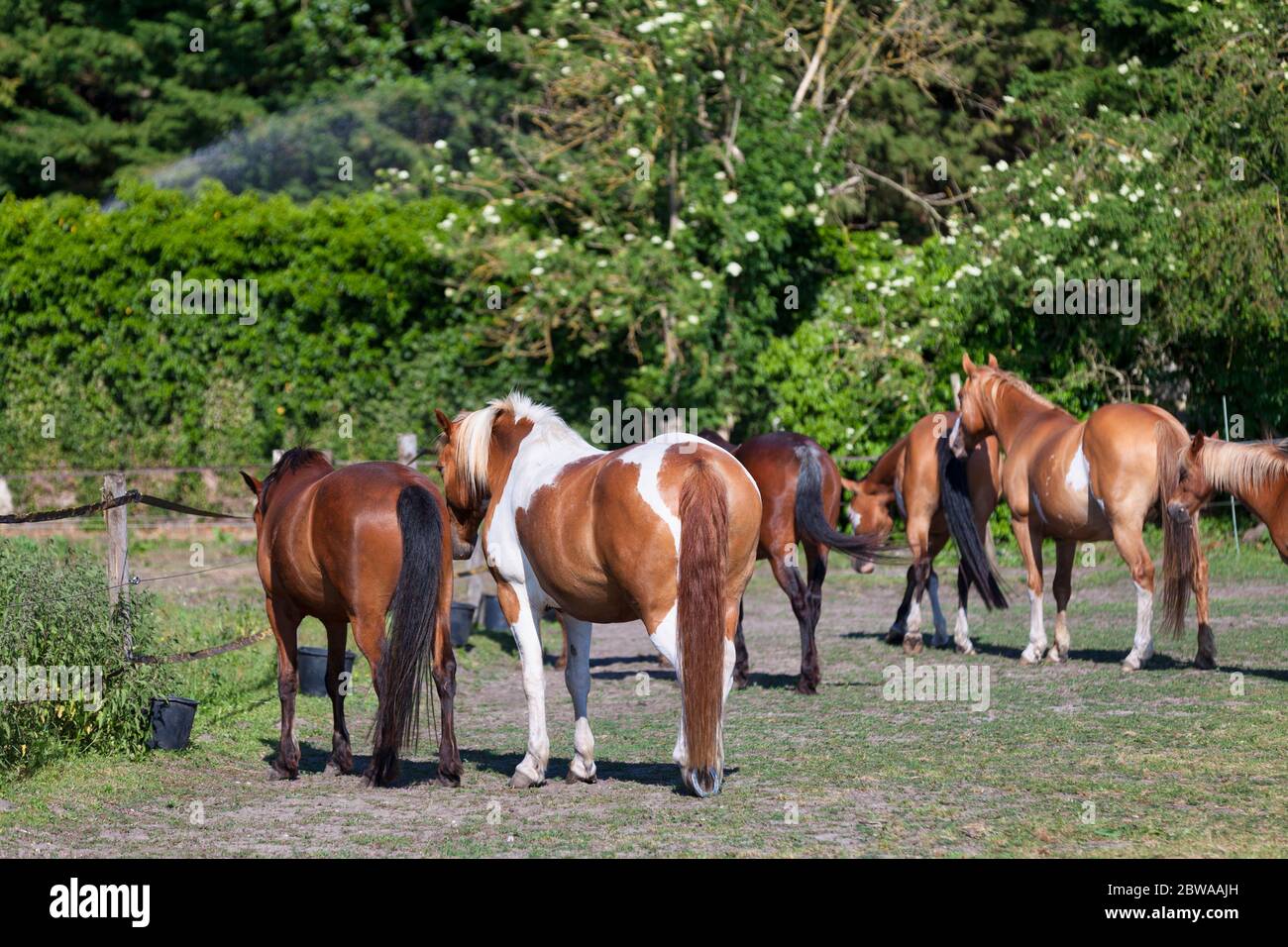 Grazing horses on pasture hi-res stock photography and images - Alamy