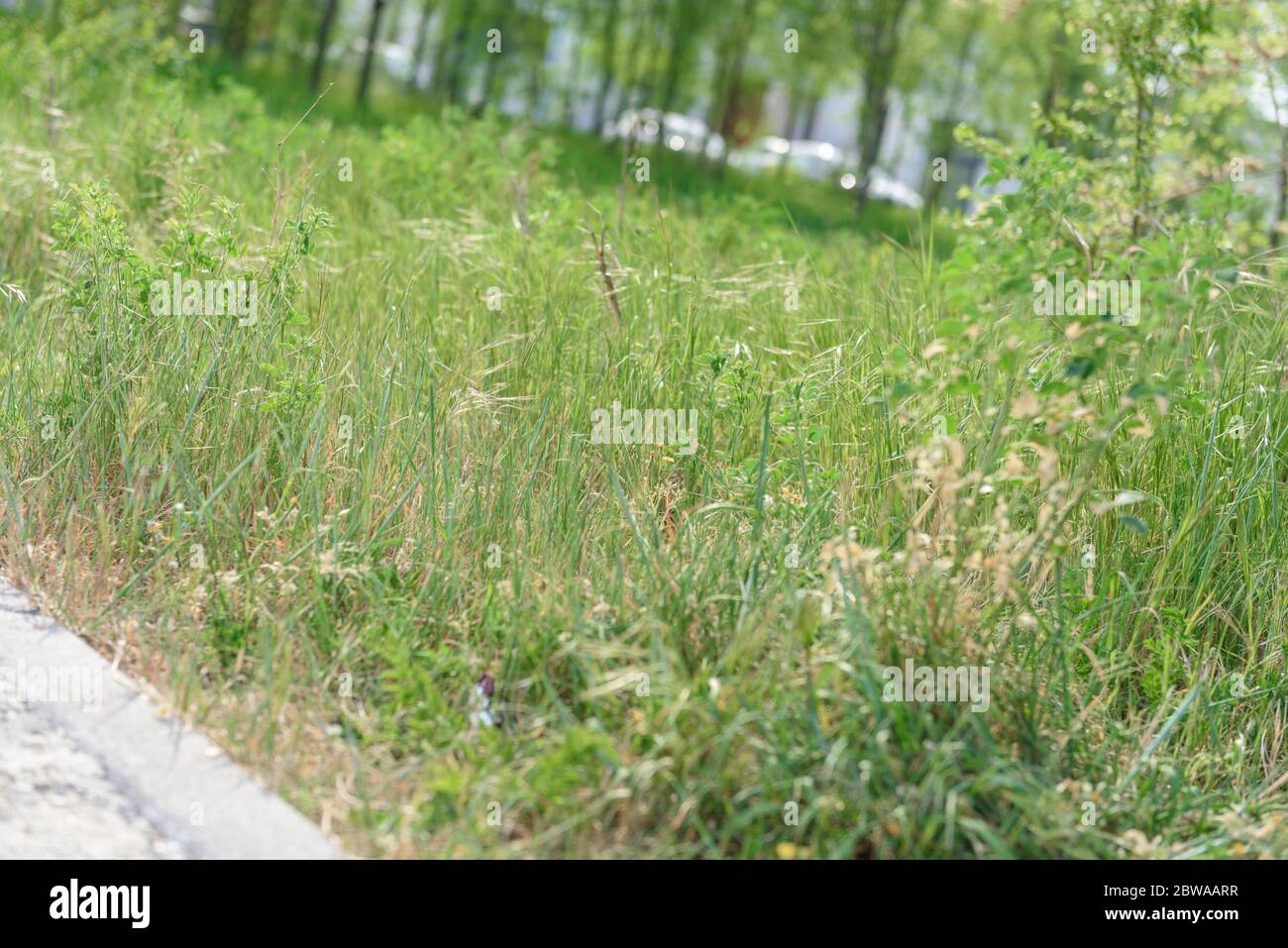 Greenwood forest park hi-res stock photography and images - Alamy