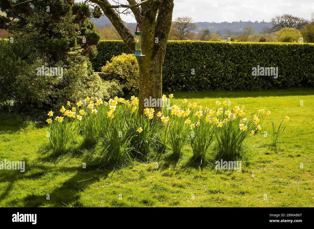 English laurel tree hi-res stock photography and images - Alamy