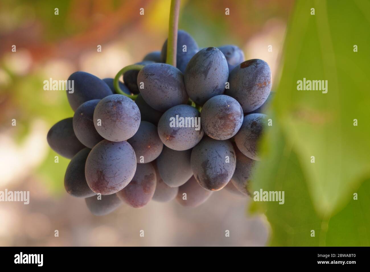 Australian grape harvest hi-res stock photography and images - Alamy