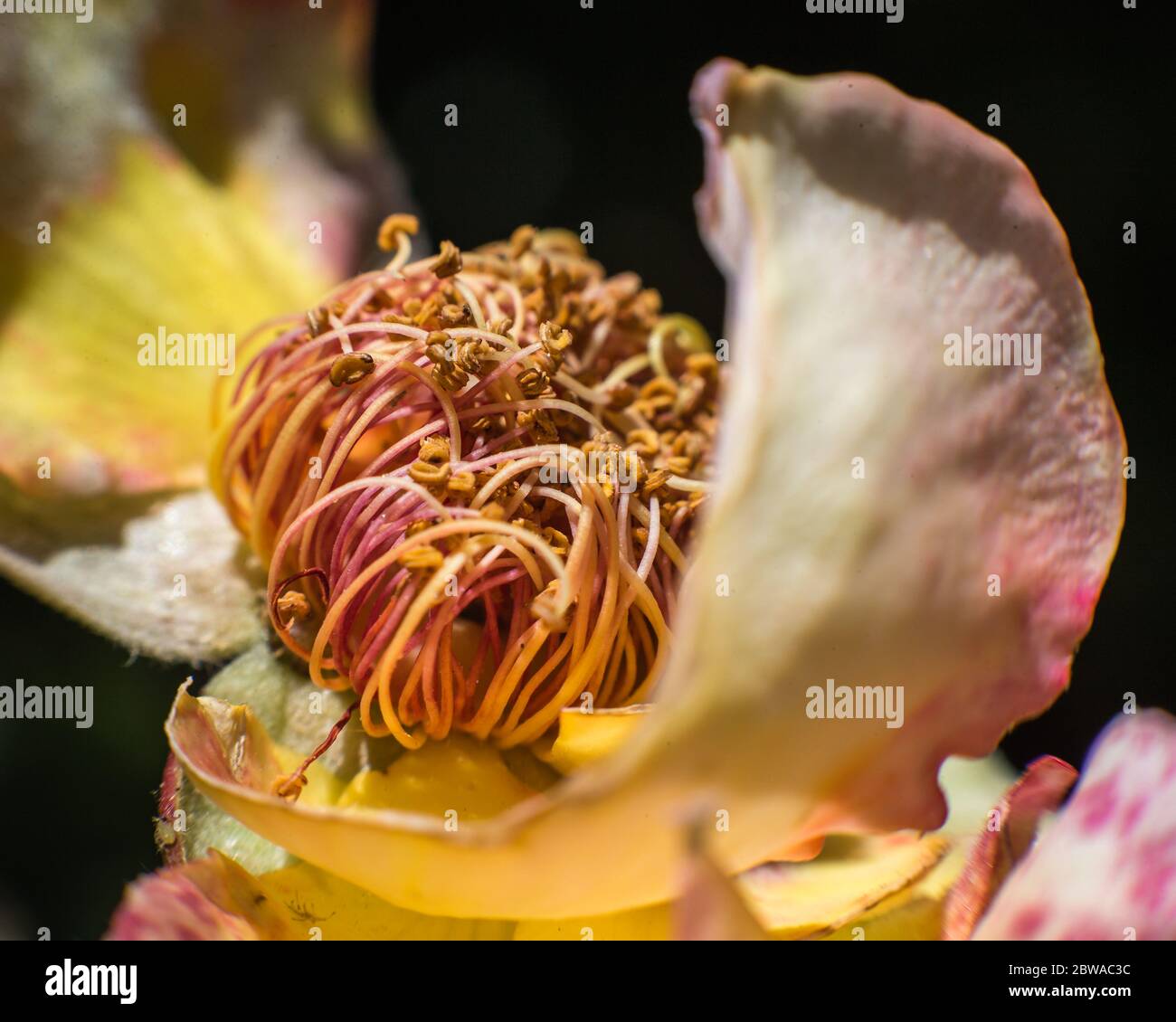 A beautiful decaying flower forms a colourful background Stock Photo ...