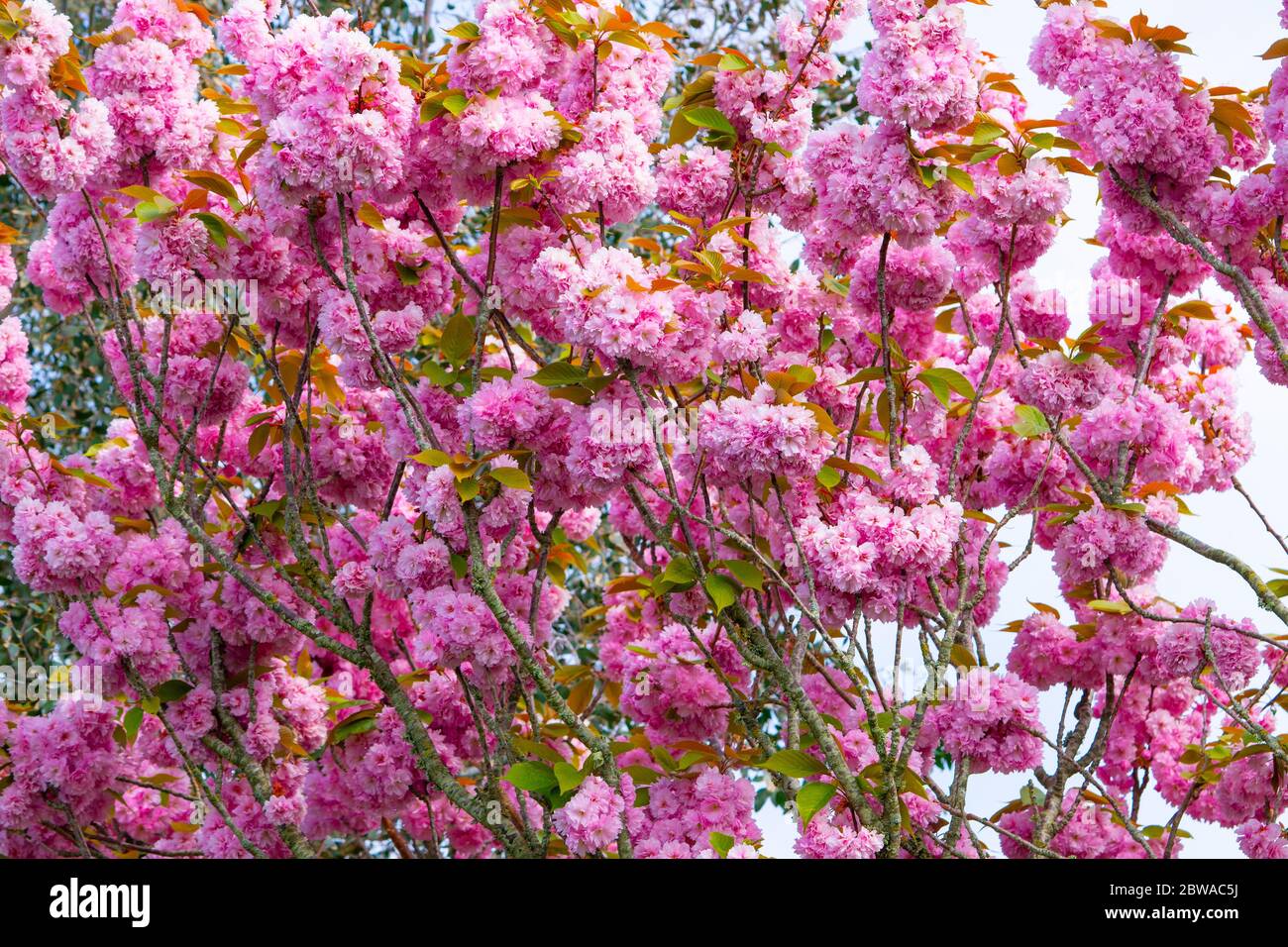 Cherry blossom or sakura tree background. Spring time, sunny day Stock ...