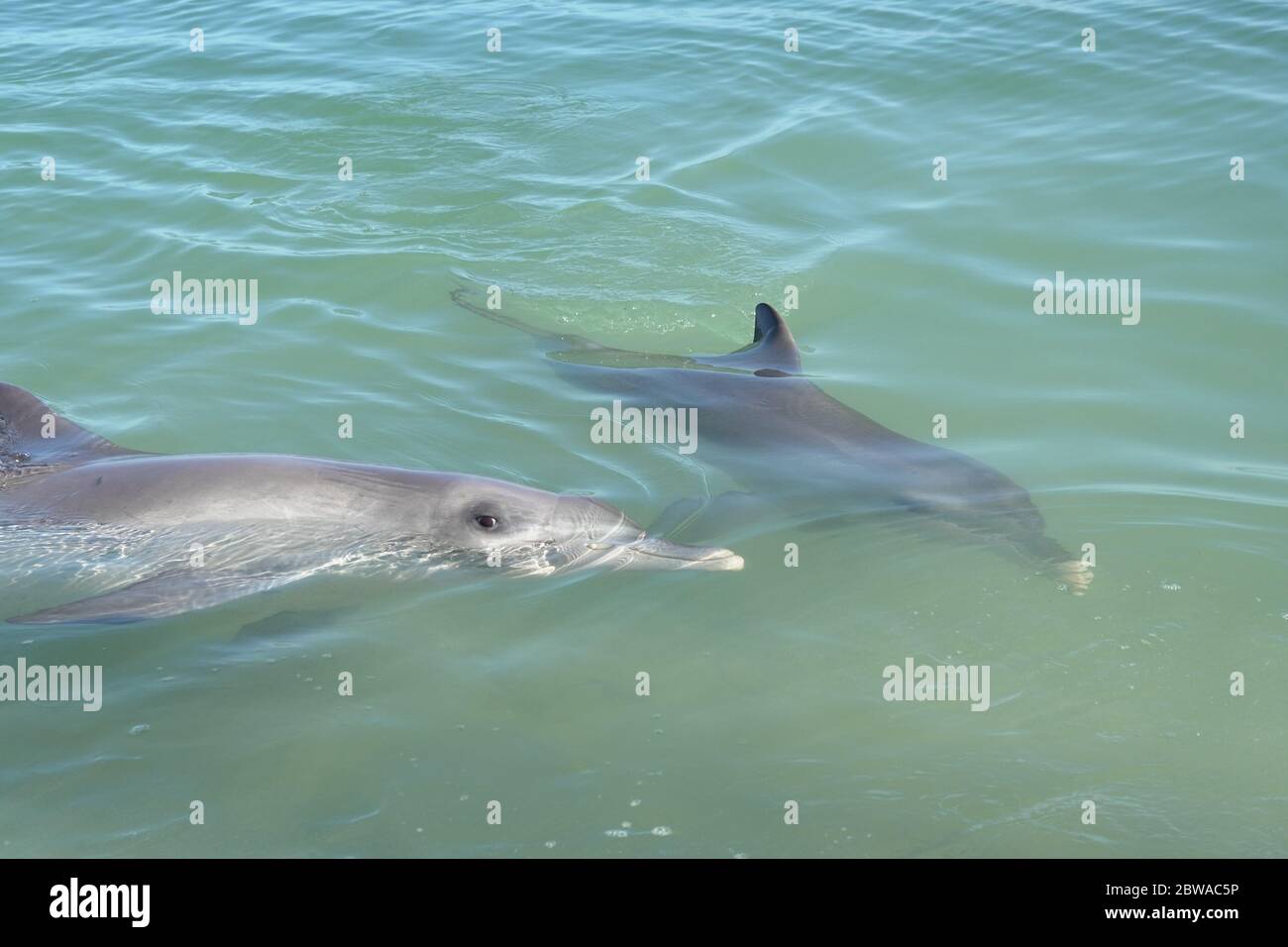 dolphins playing in the ocean near australia Stock Photo - Alamy