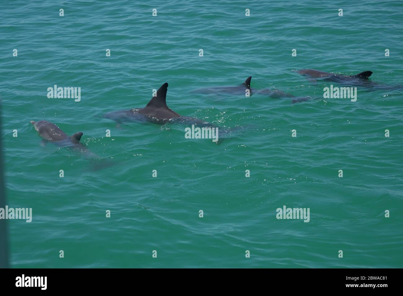 dolphins playing in the ocean near australia Stock Photo - Alamy