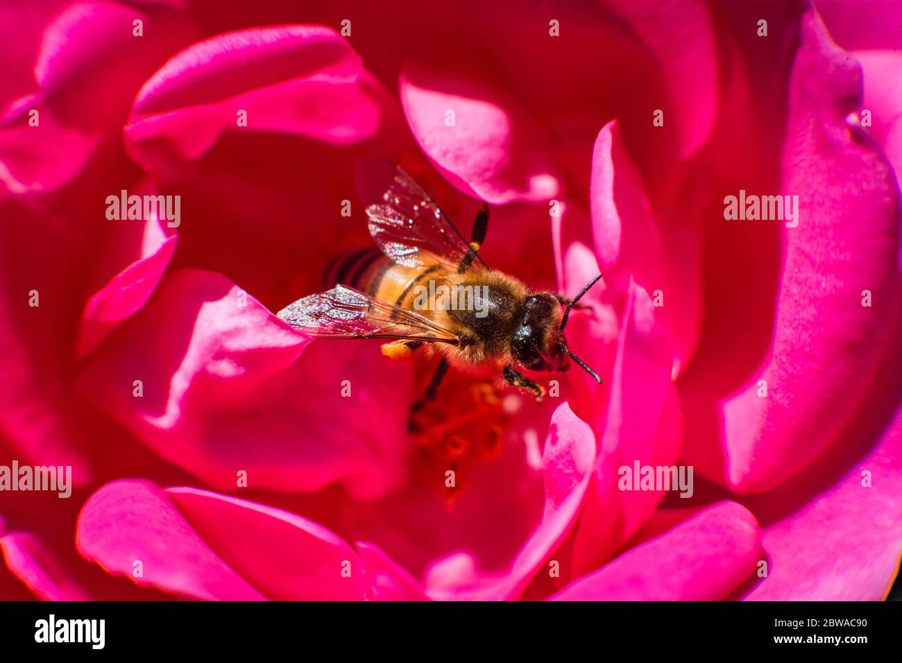 A single bee works it way through colourful bright petals. 2 Stock ...