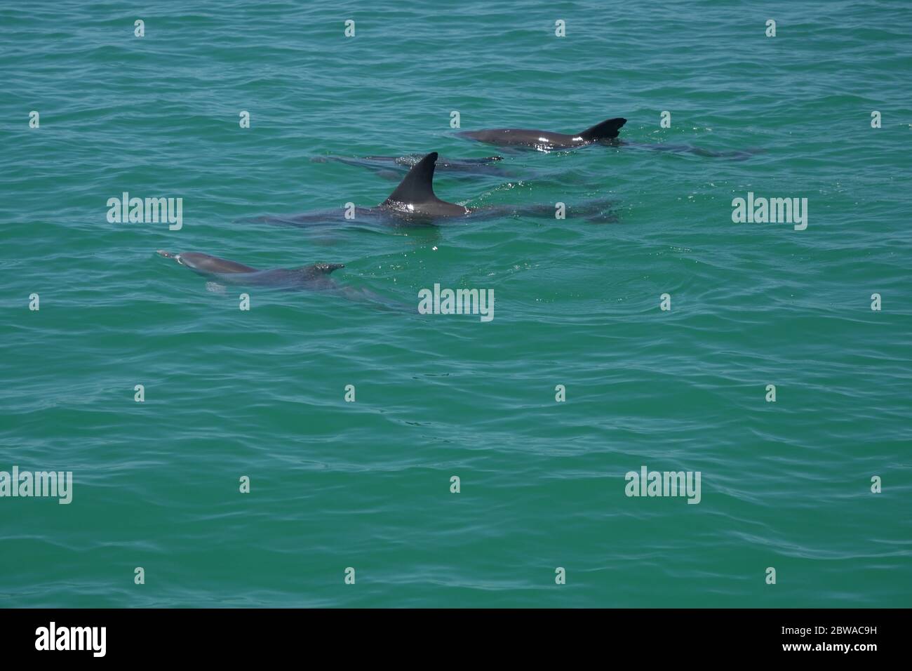 Digital dolphins hi-res stock photography and images - Alamy