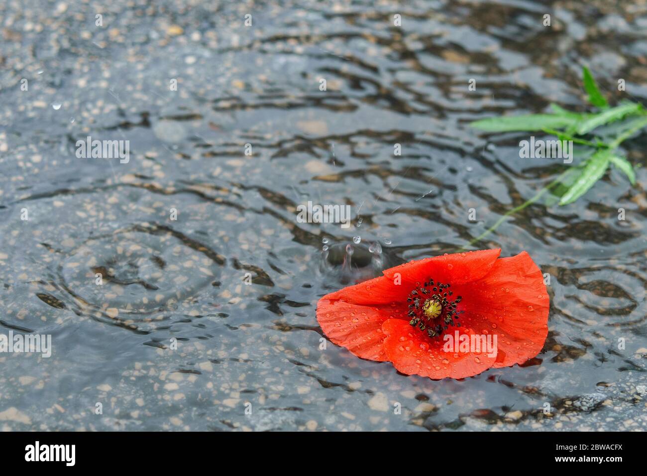 Red fragile poppy on the wet background, in puddle. Raindrops, water ...