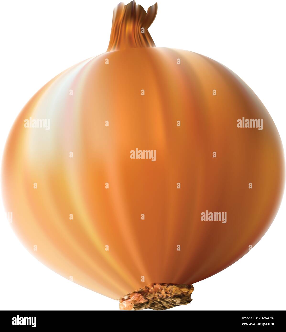Realistic vector onion. Isolated on white background Stock Vector Image ...