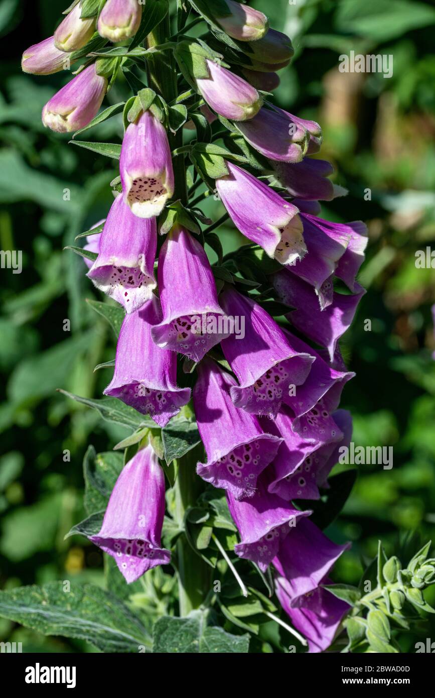 Downward pointing flower heads hi-res stock photography and images - Alamy