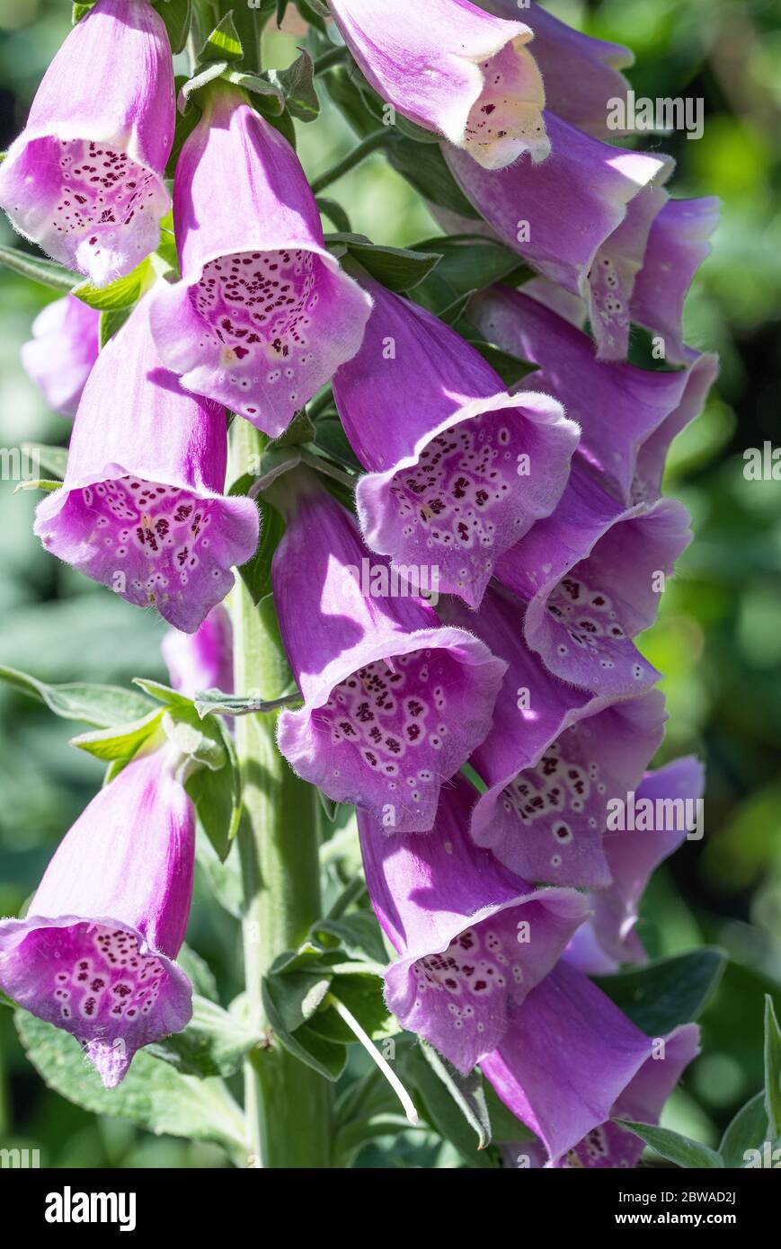 Tall spiked flowering plant hi-res stock photography and images - Alamy