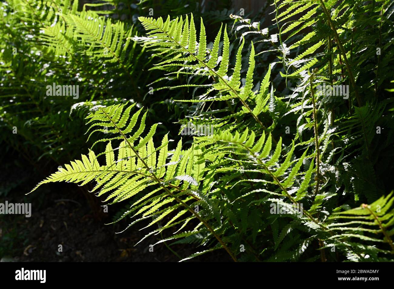 Polypodiophyta leaves hi-res stock photography and images - Alamy