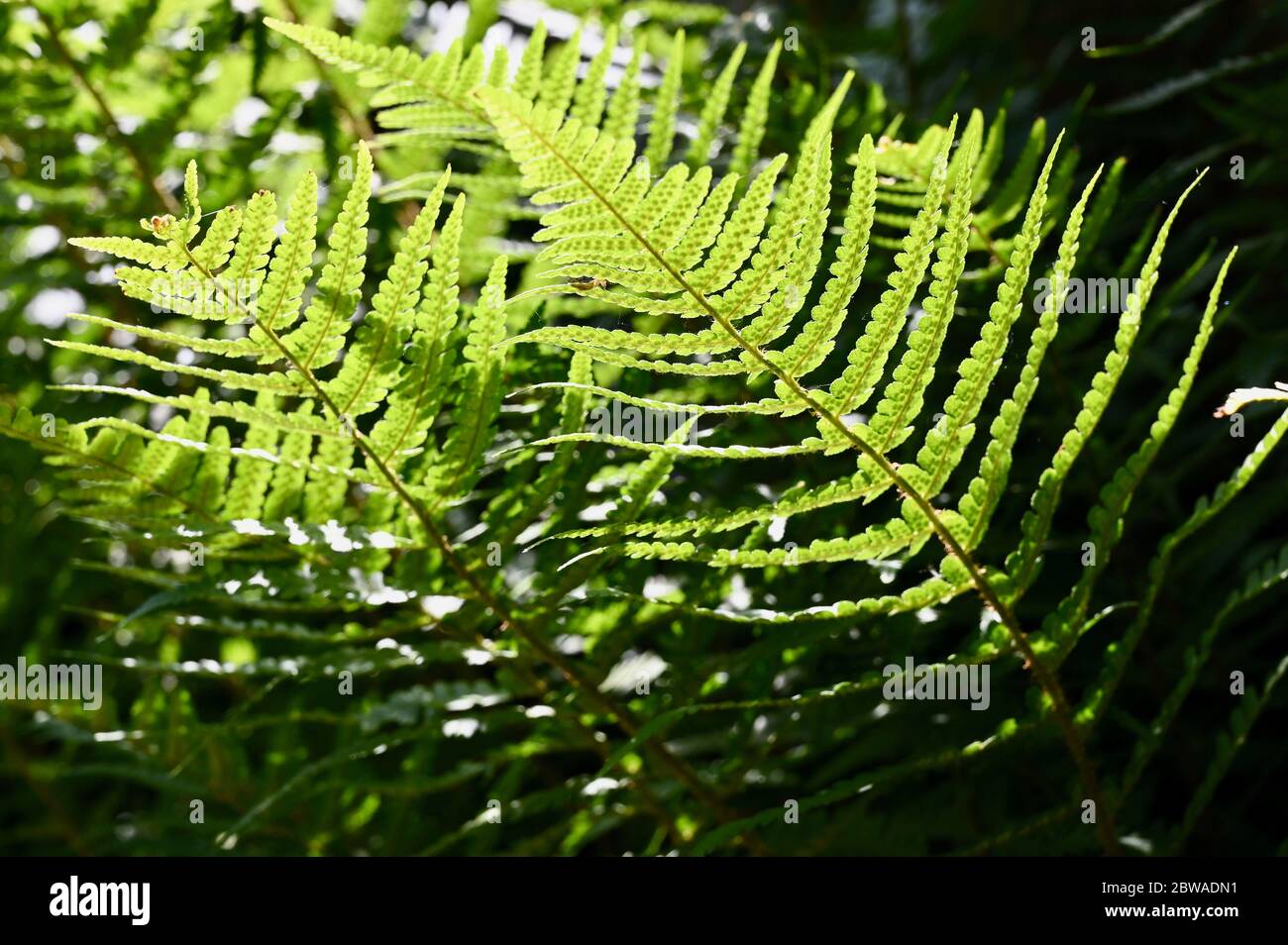 Polypodiopsida hi-res stock photography and images - Alamy