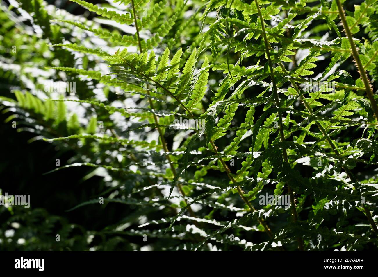 Polypodiophyta leaves hi-res stock photography and images - Alamy