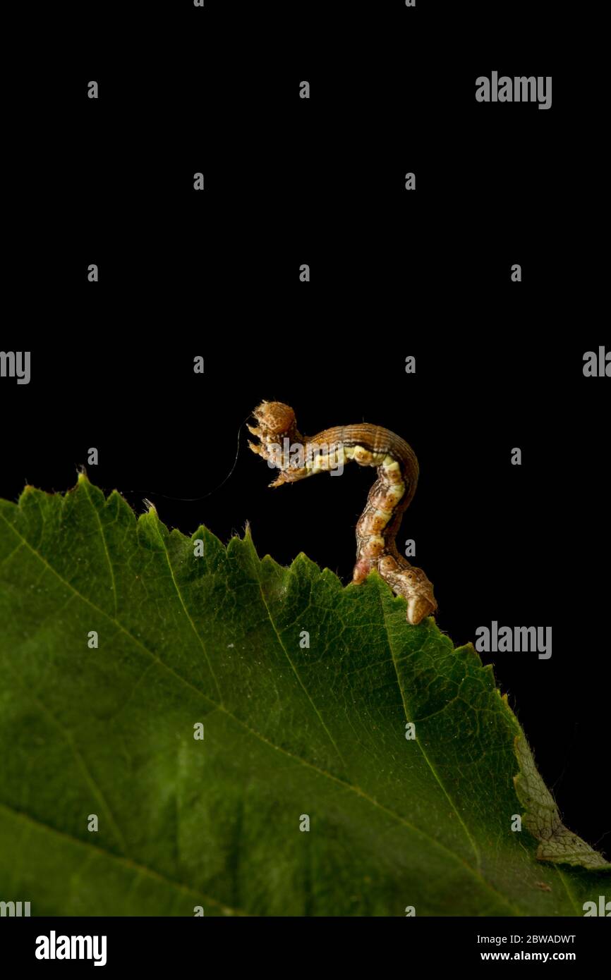 The larva, or caterpillar, of the Mottled Umber moth, Erannis ...