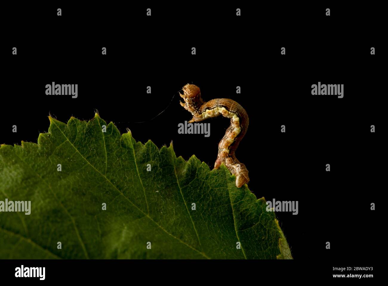 The larva, or caterpillar, of the Mottled Umber moth, Erannis ...