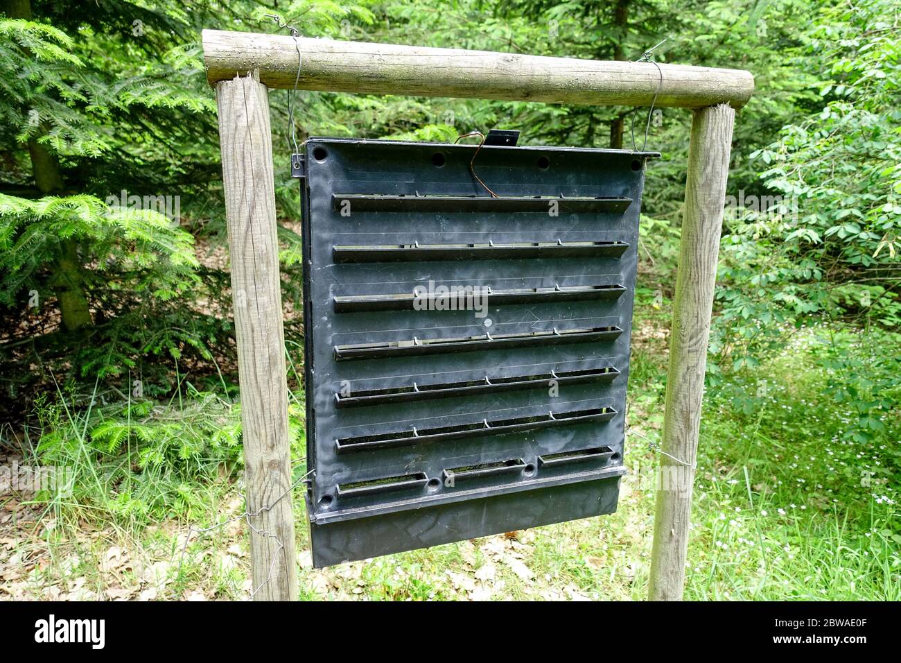 Pheromone trap spruce bark beetle trap Stock Photo - Alamy