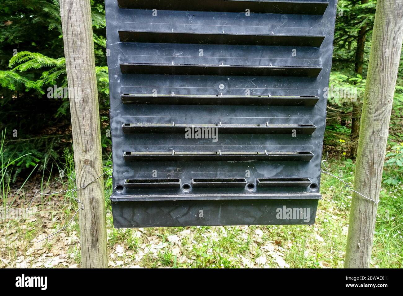 Pheromone trap spruce bark beetle trap Stock Photo - Alamy