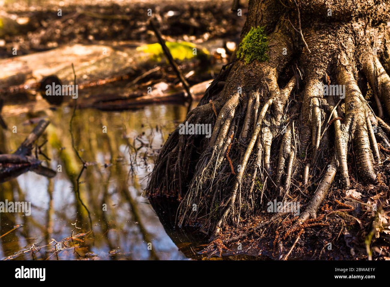 Many small roots of a tree that stand in the water, Tree roots in water ...
