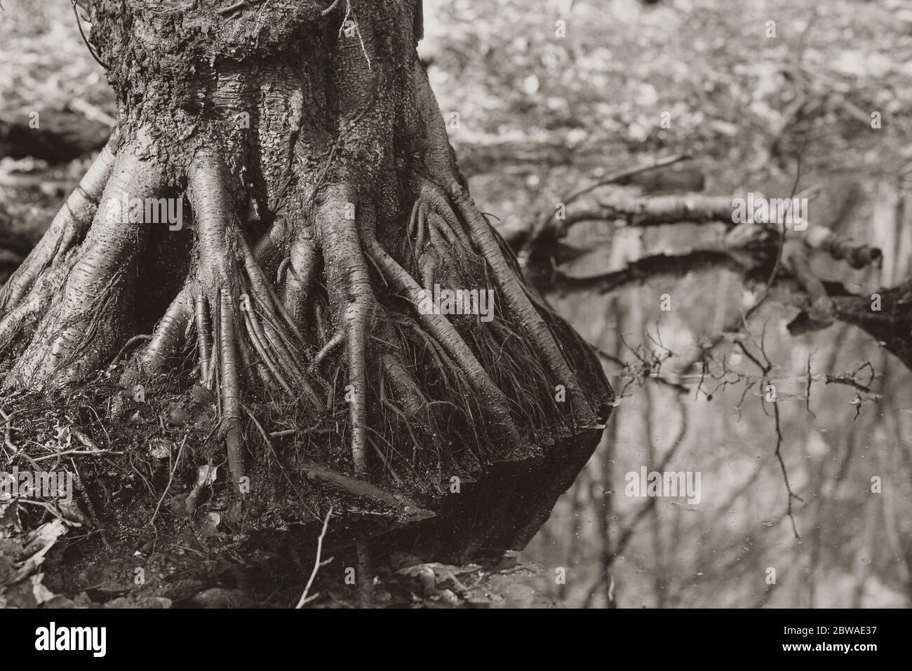 Many small roots of a tree that stand in the water, Tree roots in water ...