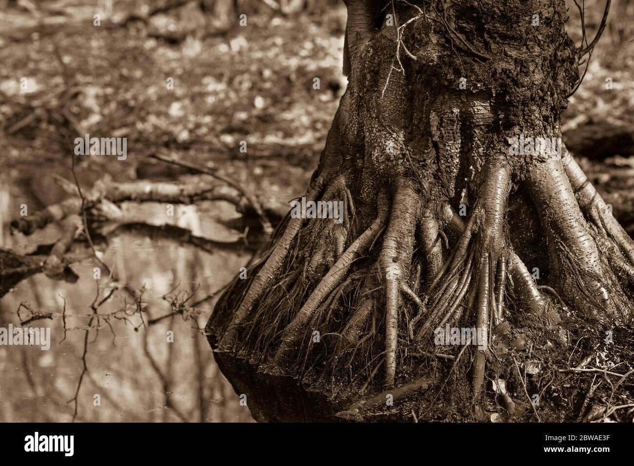 Many small roots of a tree that stand in the water, Tree roots in water ...