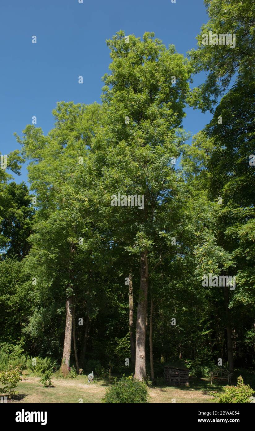 Bright Green Spring Foliage on a Mature Deciduous Common Ash Tree ...