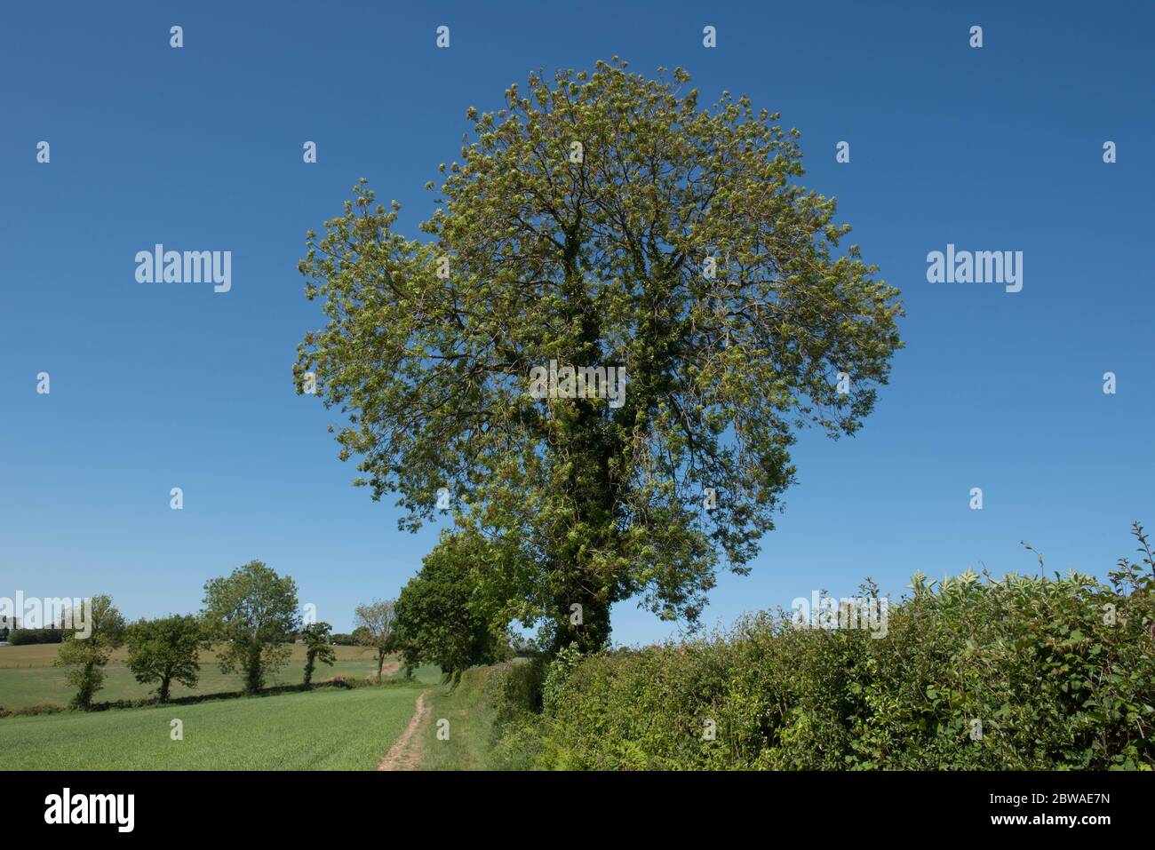Spring Foliage of a Common Ash Tree (Fraxinus excelsior) Growing in a ...