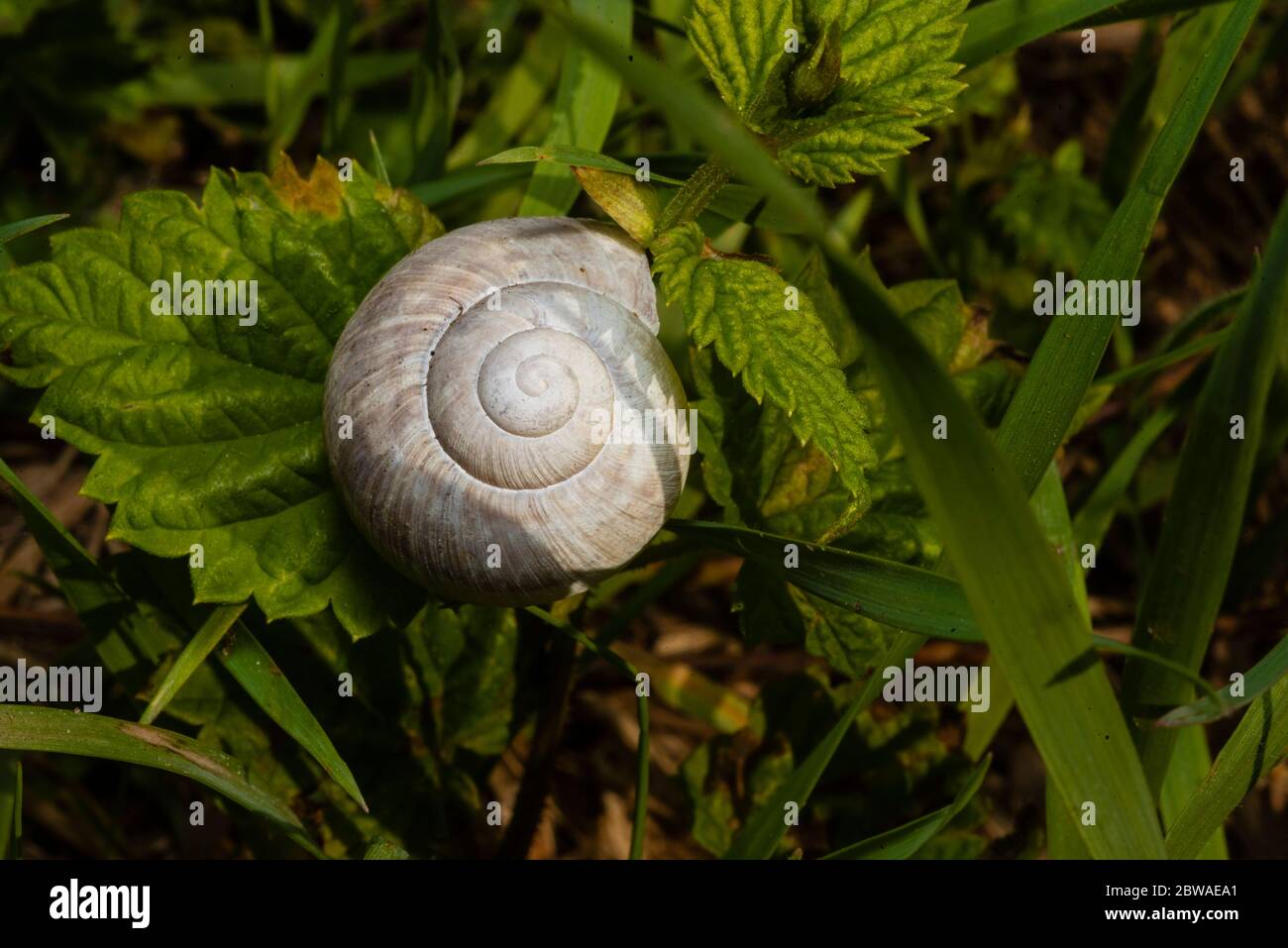 old snail shell on a plant, abandoned snail shell Stock Photo - Alamy