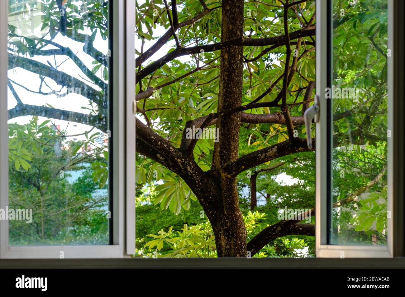 Window with a beautiful tropical tree view Stock Photo - Alamy