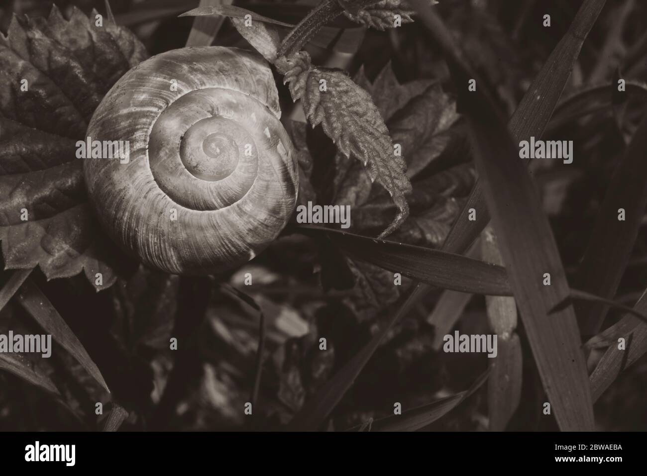 old snail shell on a plant, abandoned snail shell, black and white ...