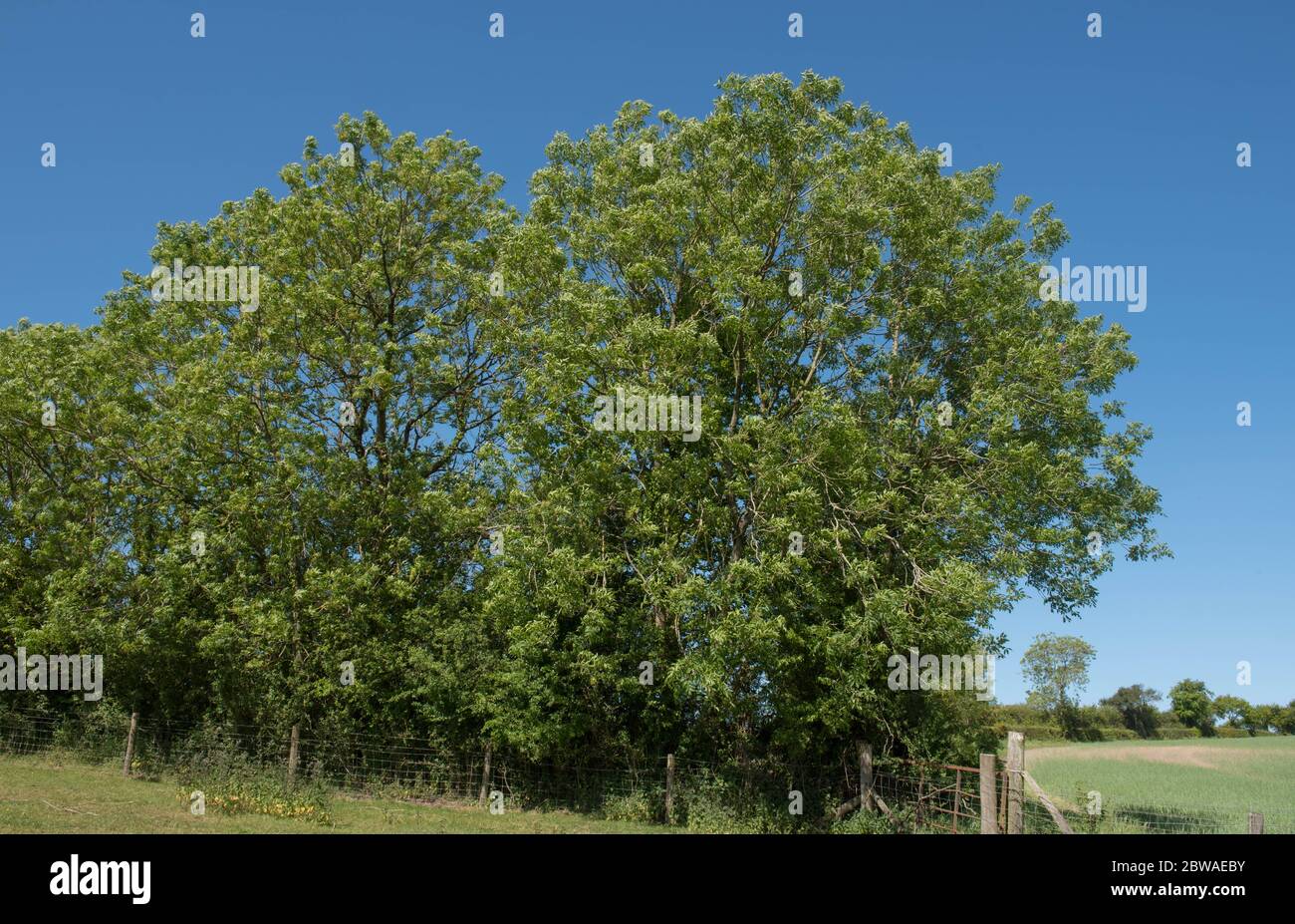 Spring Foliage of a Common Ash Tree (Fraxinus excelsior) Growing in a ...