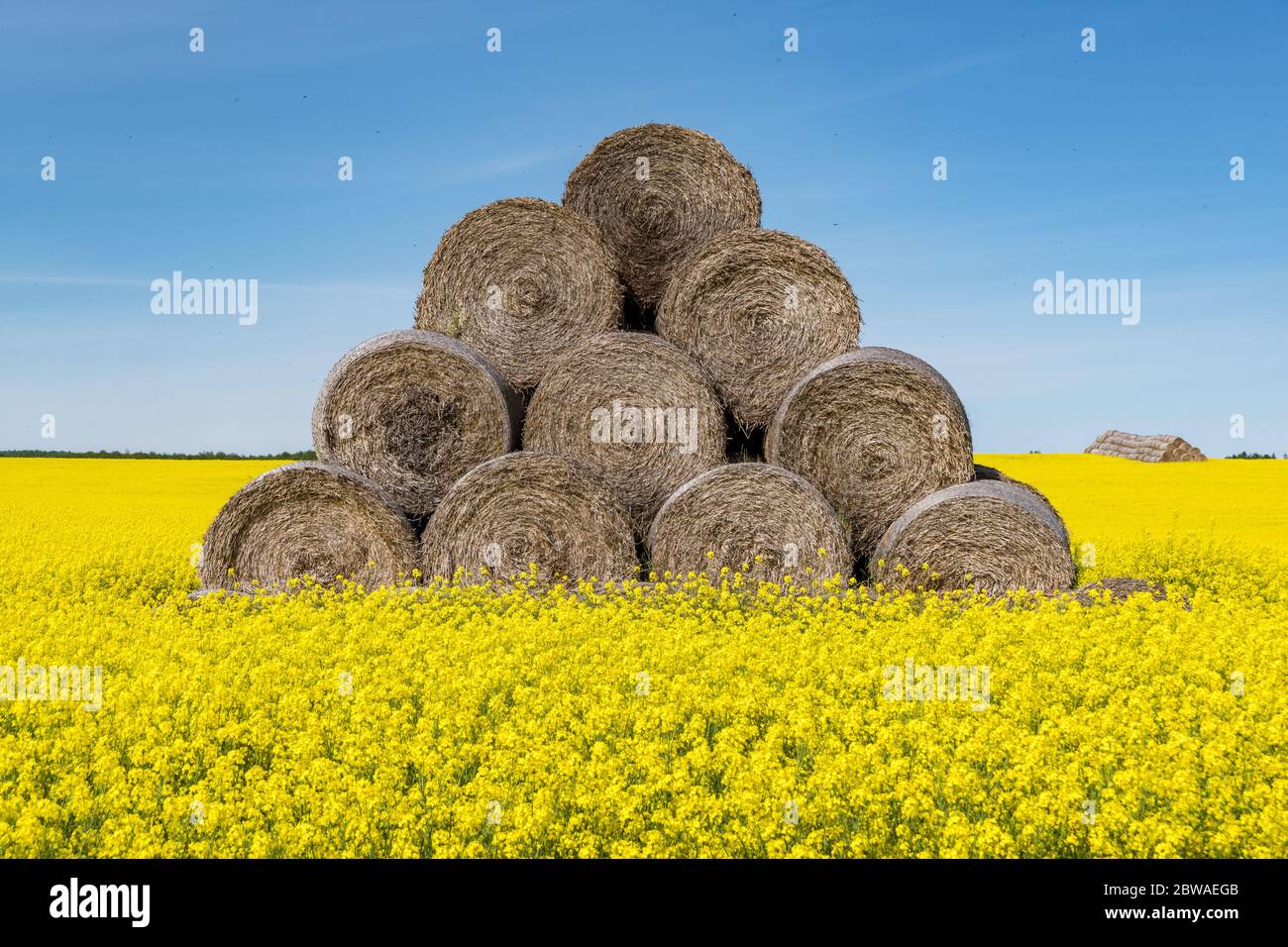 Field of beautiful springtime golden flower of rapeseed with blue sky ...