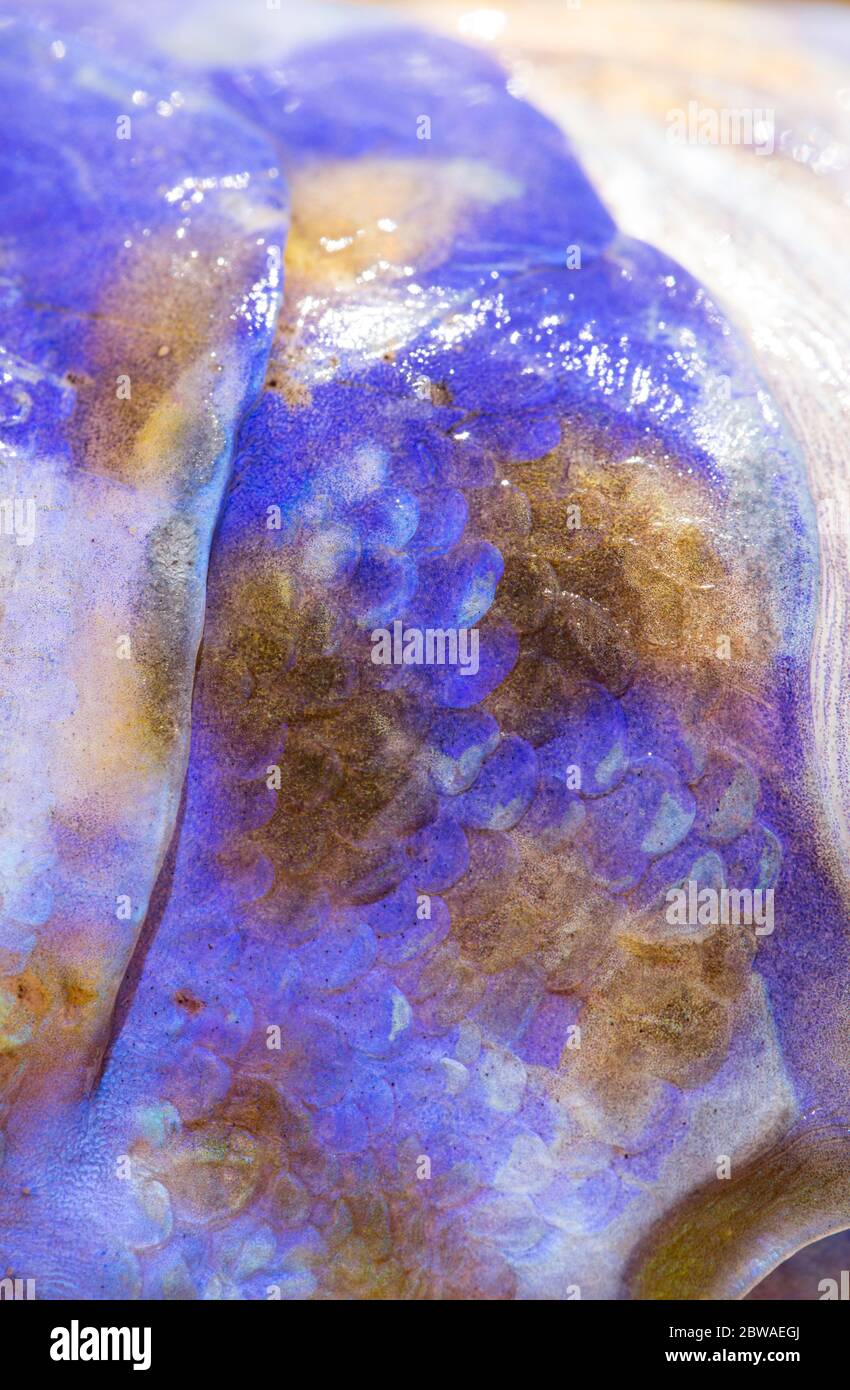 A male cuckoo wrasse, Labrus mixtus, showing the scale patterns and ...