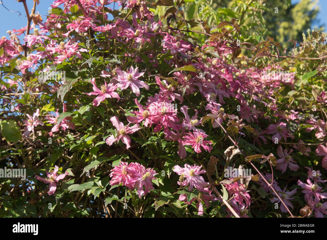 Spring flowering clematis hi-res stock photography and images - Alamy