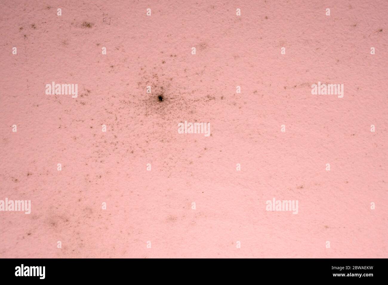 Mold on a pink painted wall. Humidity texture Stock Photo - Alamy