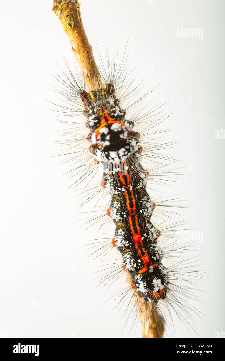 The larva, or caterpillar, of the yellow-tail moth, Euproctis similis ...