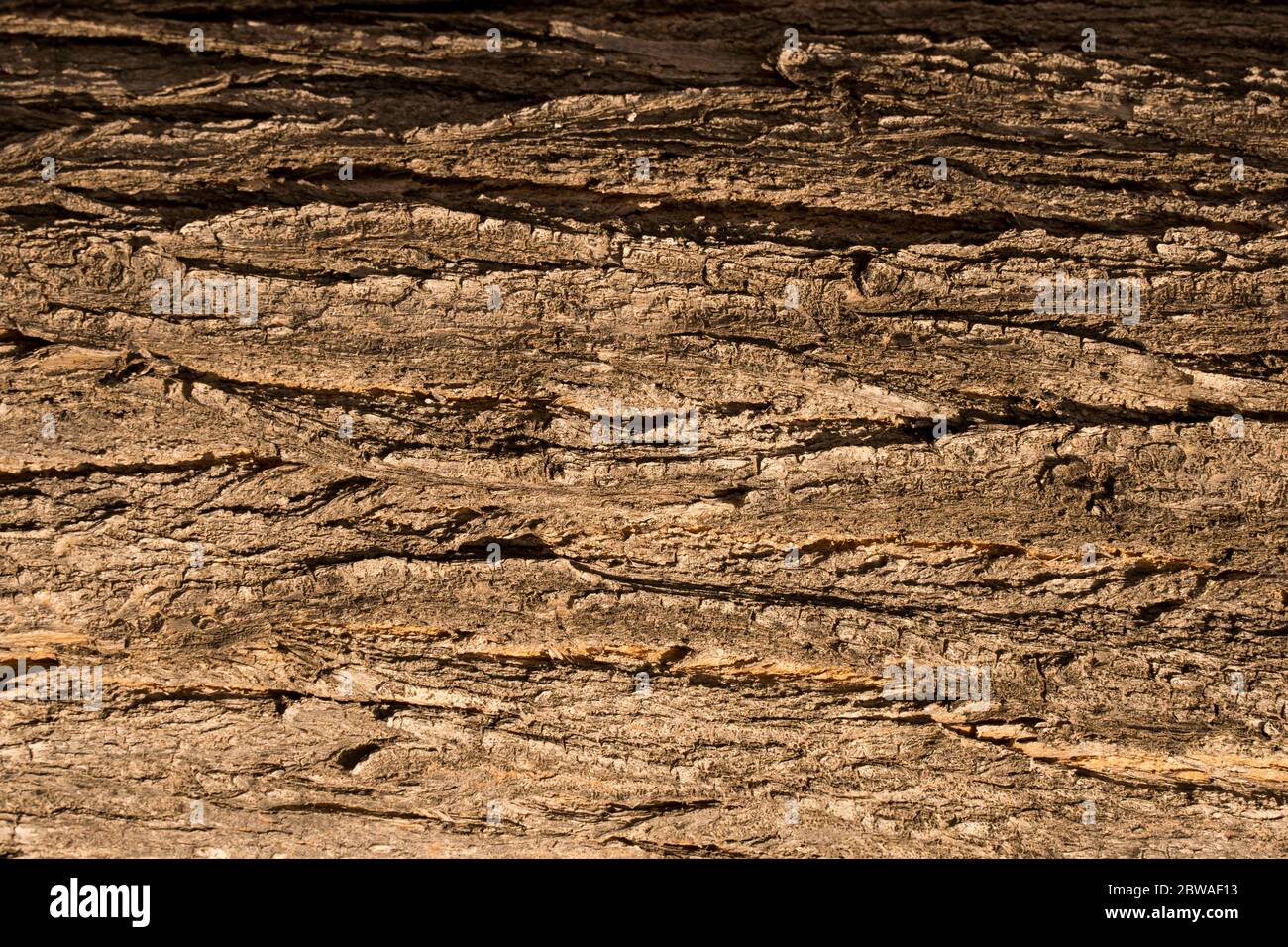 Bark tree seamless tileable texture hi-res stock photography and images ...