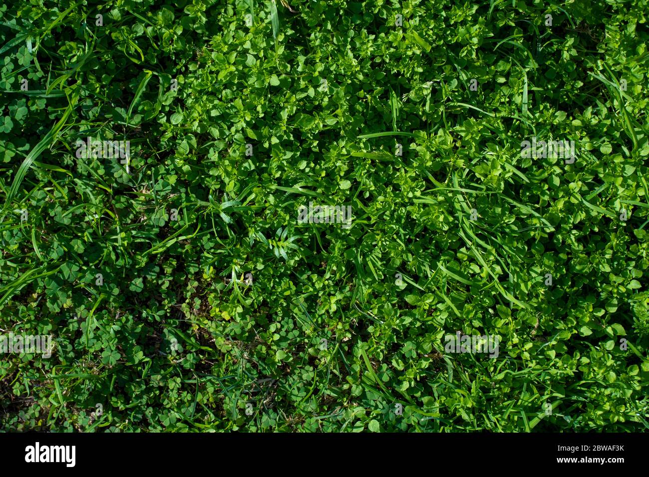 Clovers and grass green texture Stock Photo - Alamy