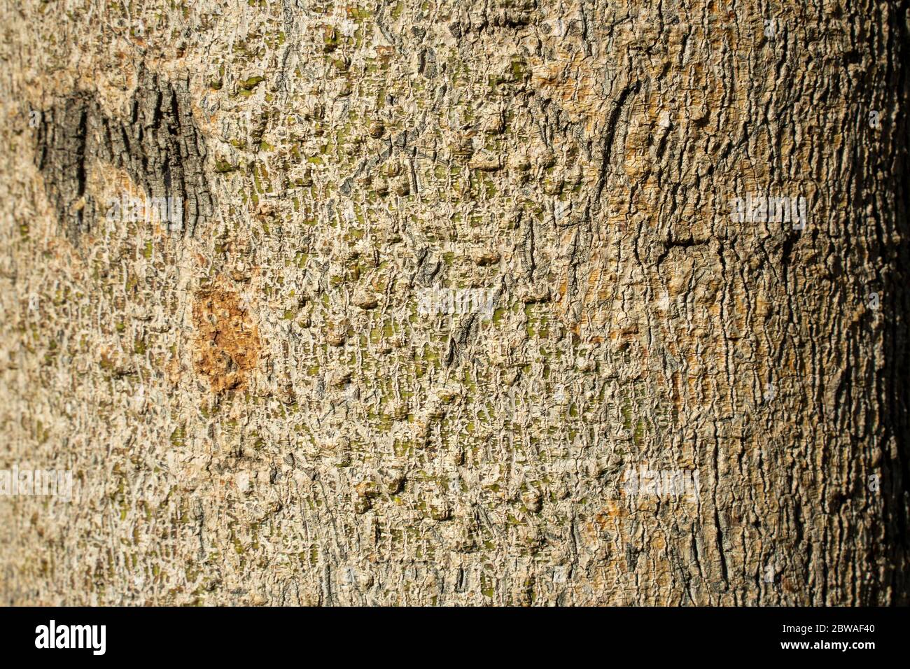 Tree green bark texture. Trunk background Stock Photo - Alamy